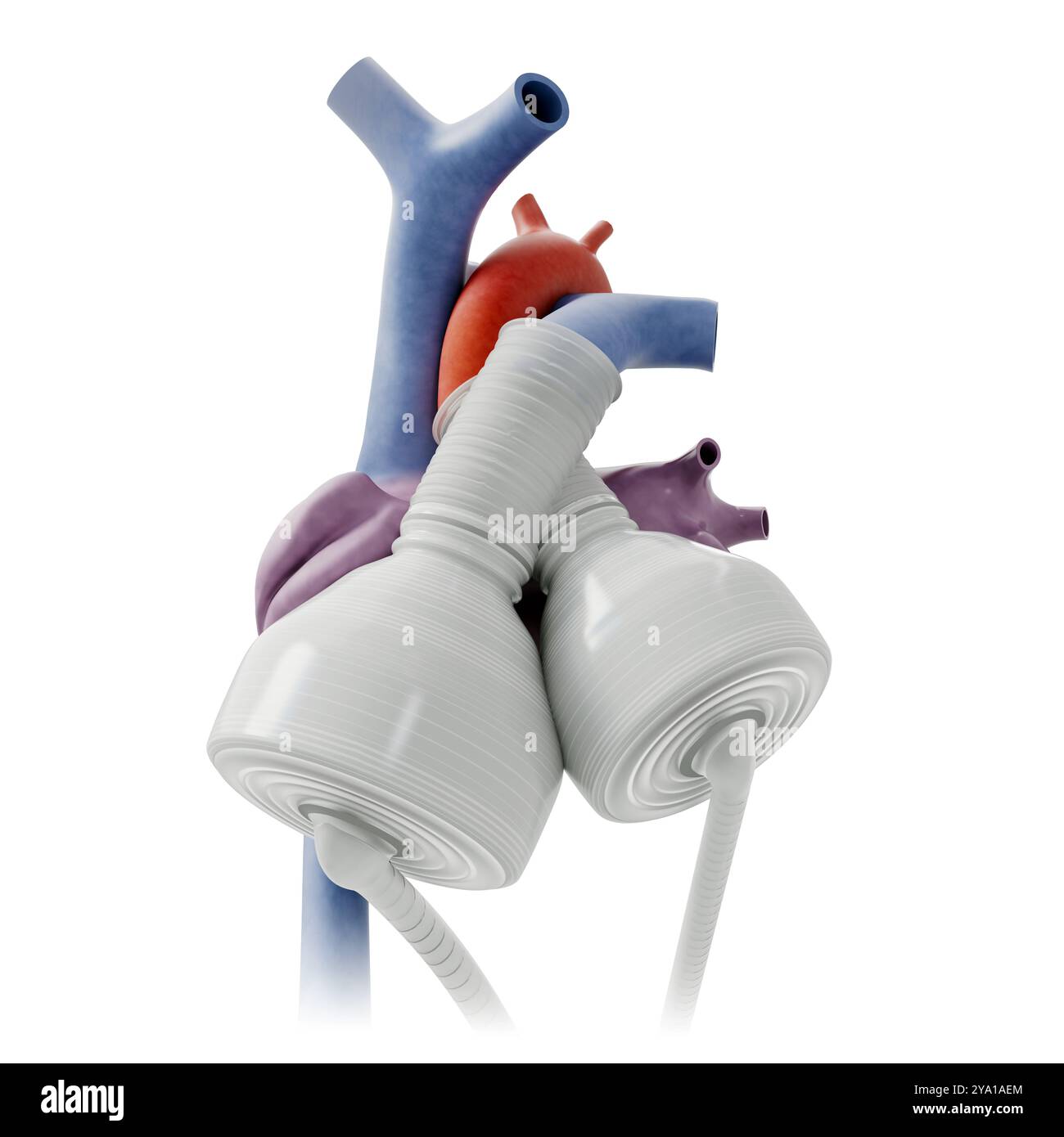 Biomedical engineering artificial hi-res stock photography and images ...