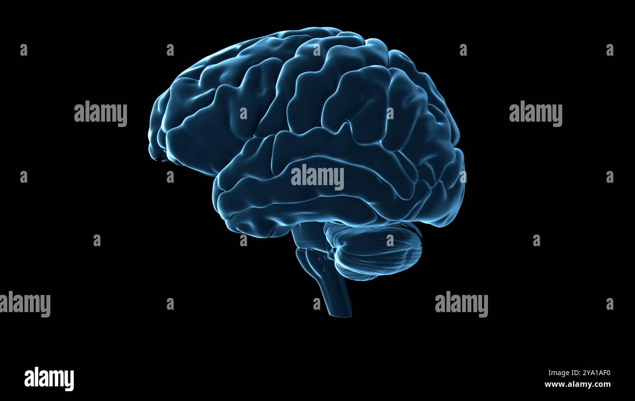 Illustration of the human brain, the central organ of the human nervous ...