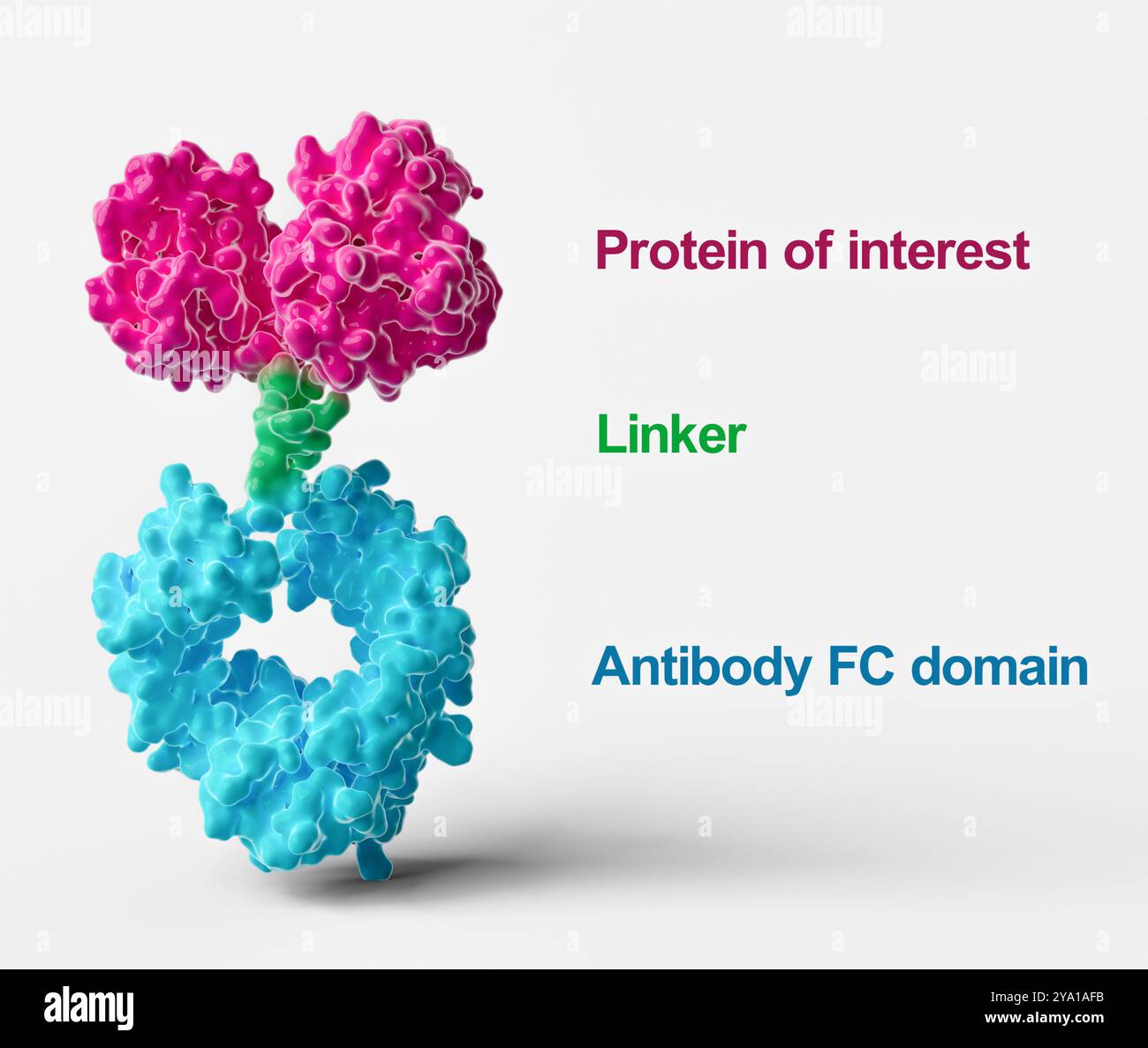 Antibody fc fusion protein structure hi-res stock photography and ...