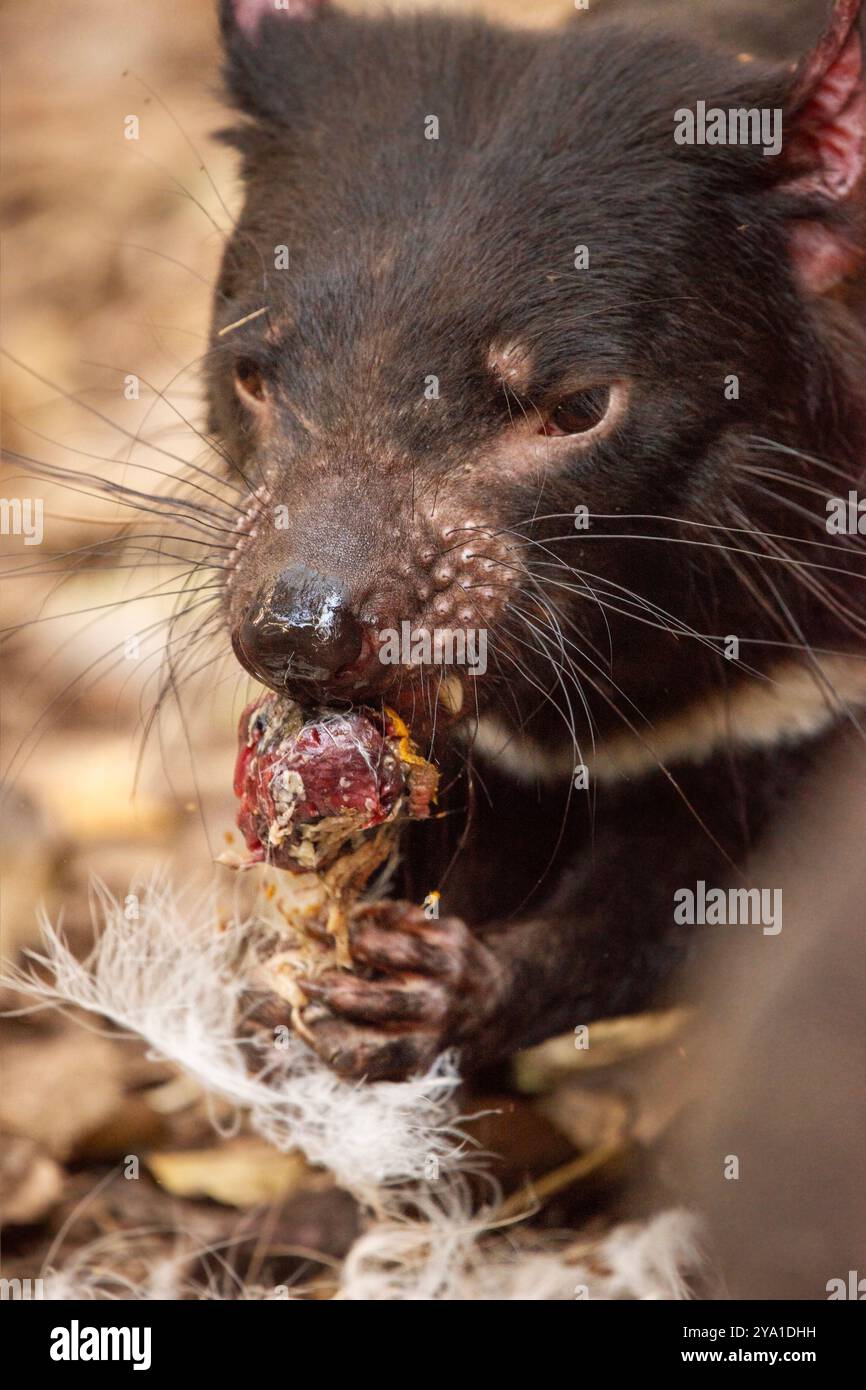 Australian Tasmanian Devil eating a chicken carcass Stock Photo - Alamy