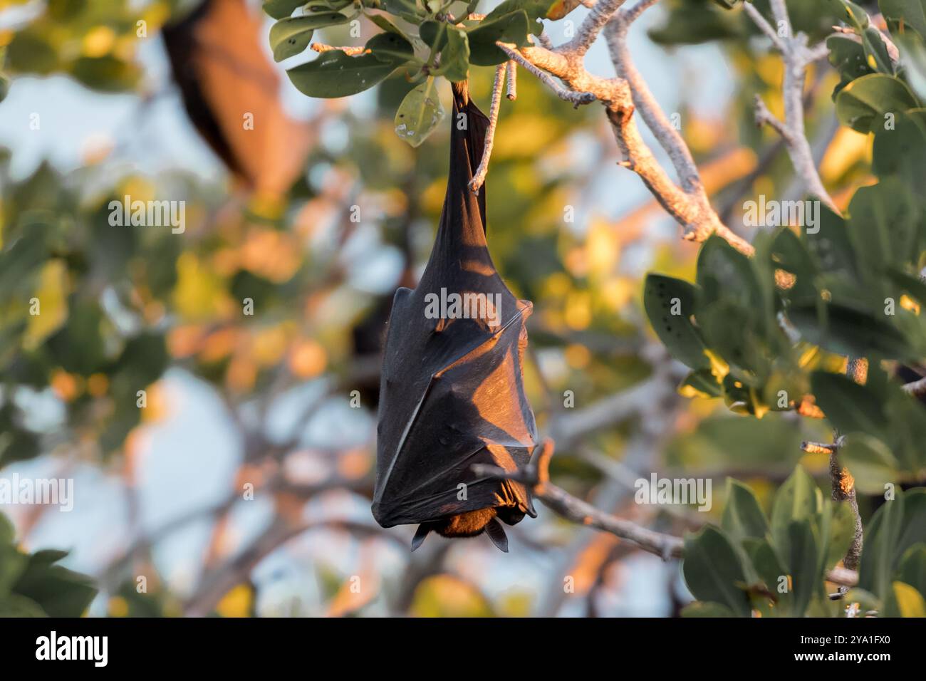 Flying fox giant bat australia hi-res stock photography and images - Alamy