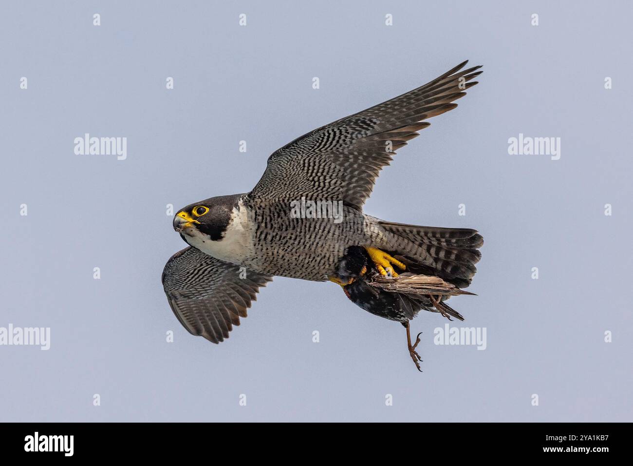 Peregrine falcon australia hi-res stock photography and images - Alamy