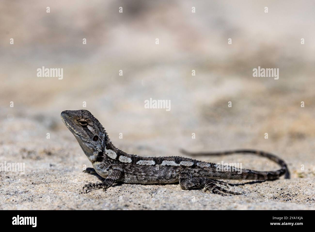 Jacky lizard hi-res stock photography and images - Alamy