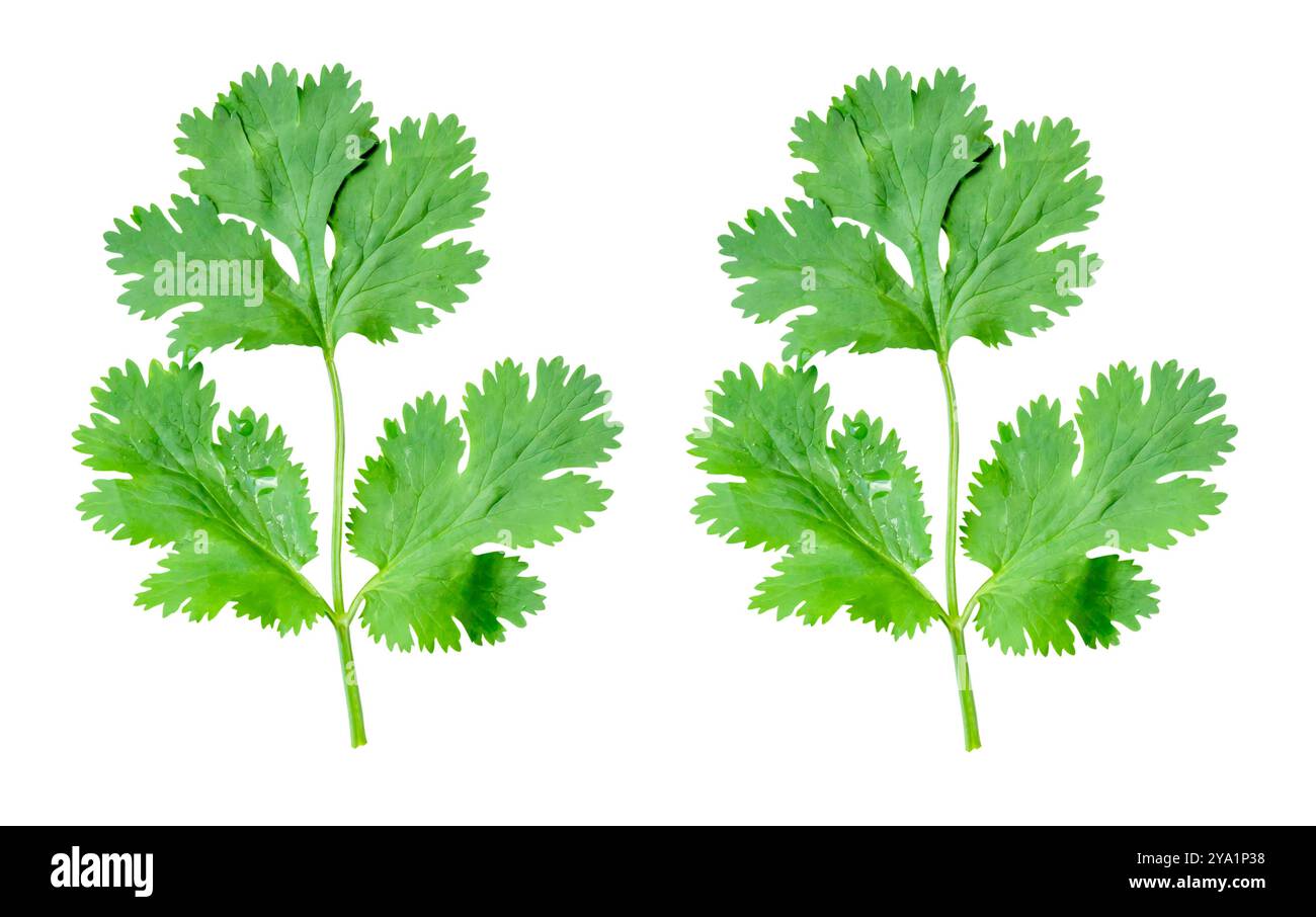 Top view set of fresh green coriander leaves is isolated on white ...