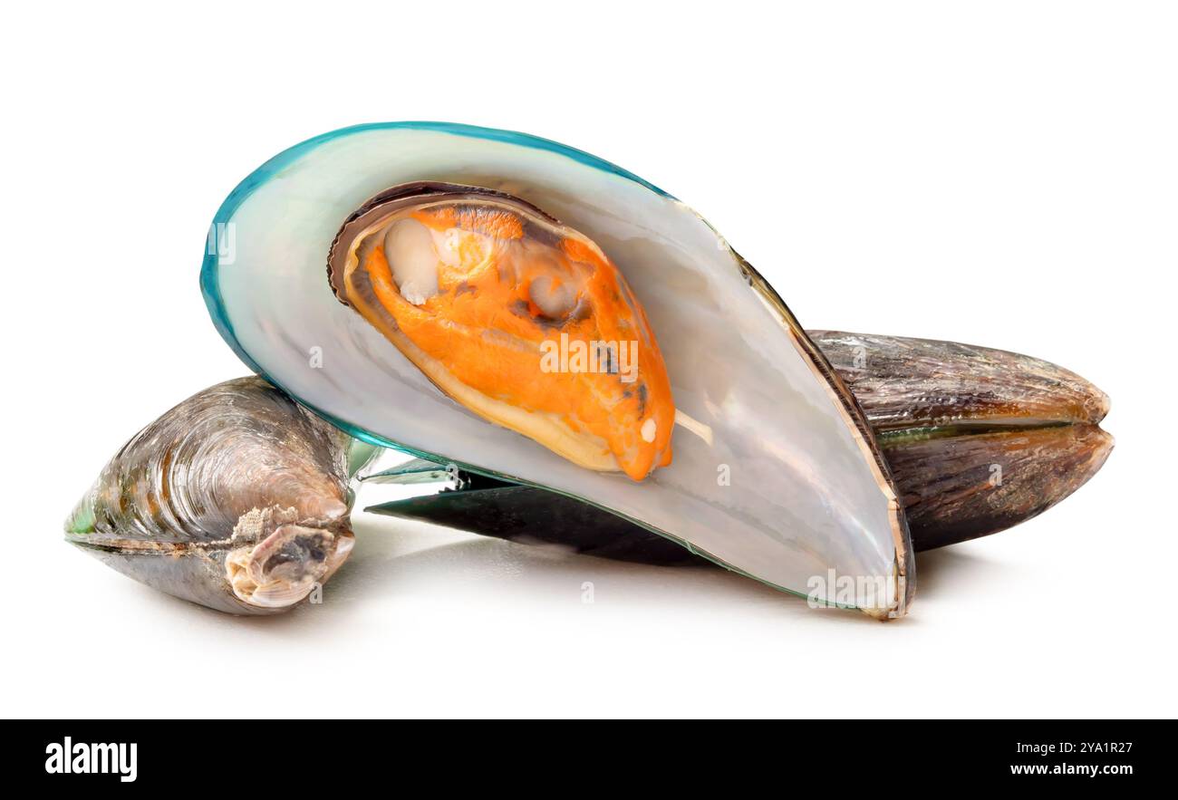 Front view of cooked or steamed green mussels is isolated on white ...