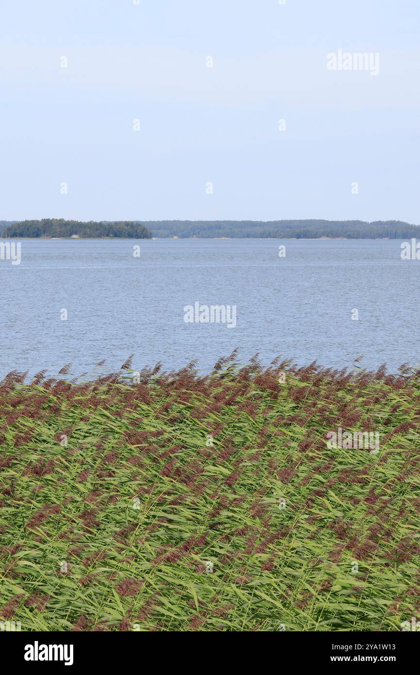 Common reed, Phragmites australis growing on the seashore in the summer ...