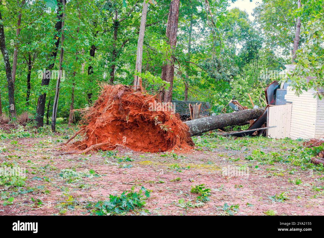 As result of strong winds, trees uprooted by storm hurricane collapsed ...