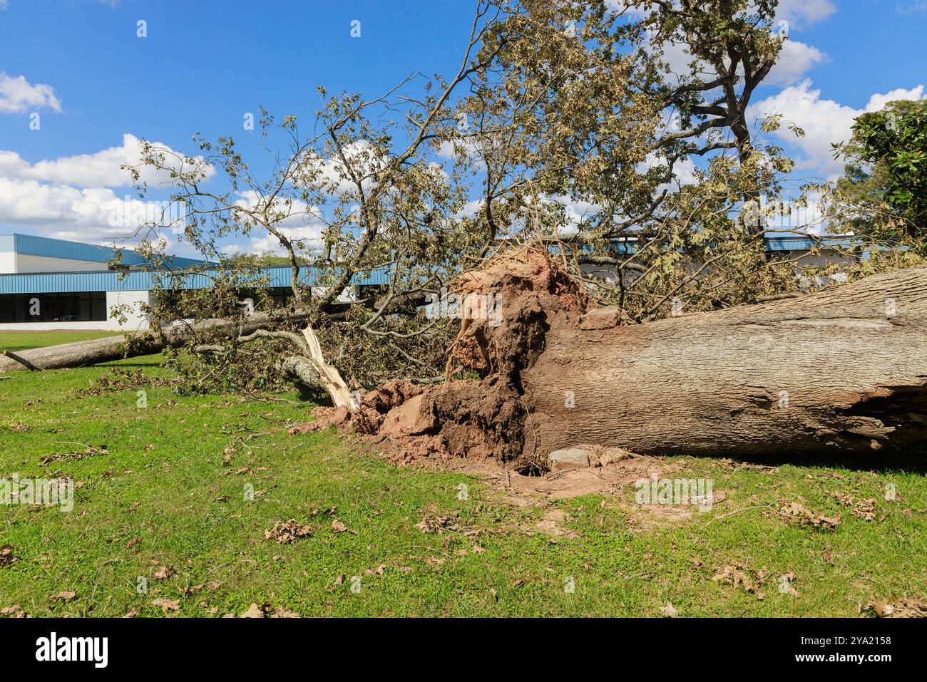 Stormy hurricanes cause strong winds that uproot trees damage ...