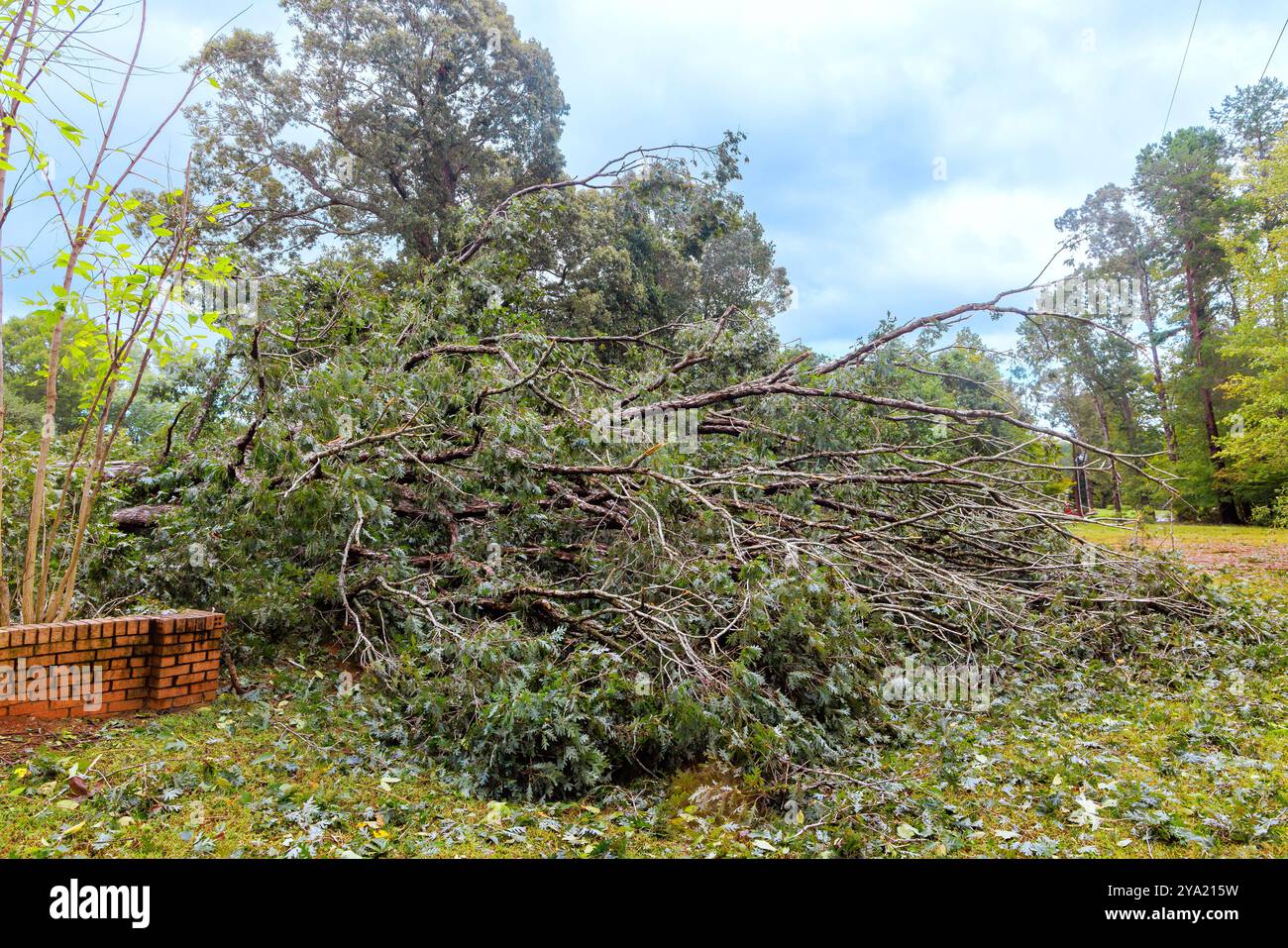 In aftermath storm of hurricane trees fell on fences surrounding homes ...