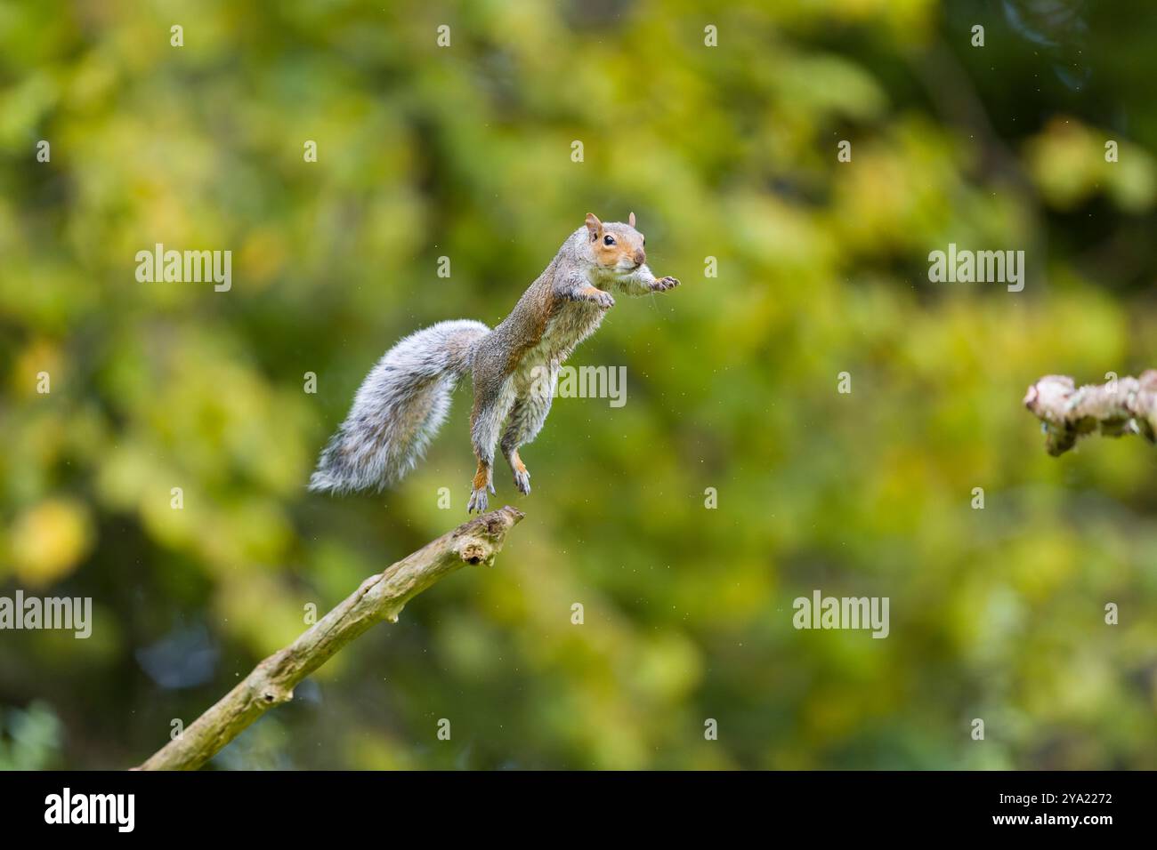 Eastern grey squirrel Sciurus carolinensis, introduced species, adult ...