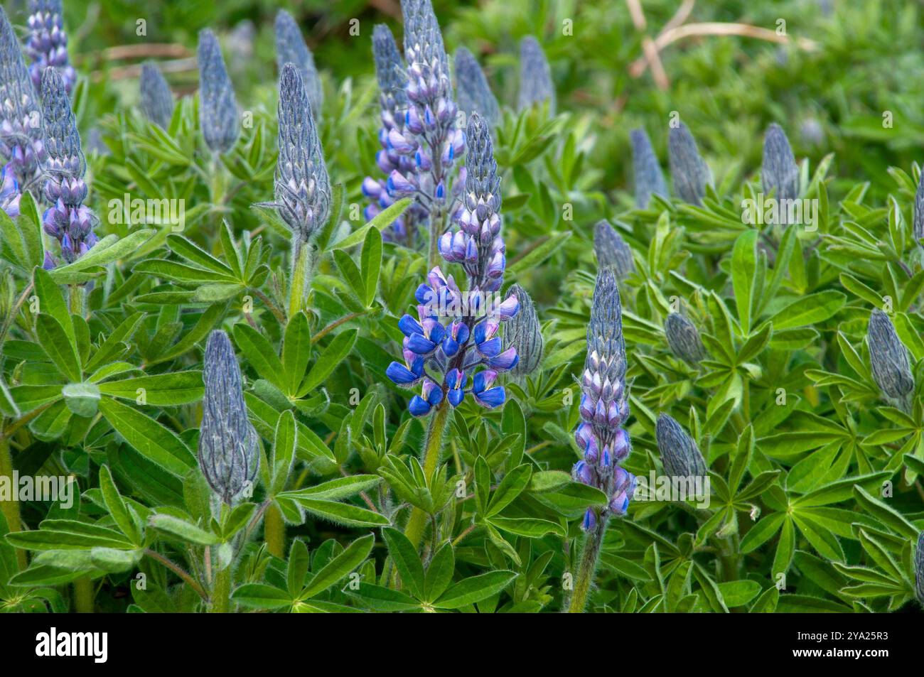 Snaefellsnes Peninsula Iceland, Lupinus nootkatensis or Nootka lupine ...