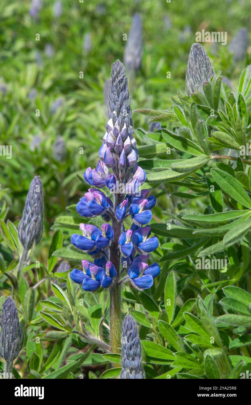 Snaefellsnes Peninsula Iceland, Lupinus nootkatensis or Nootka lupine ...