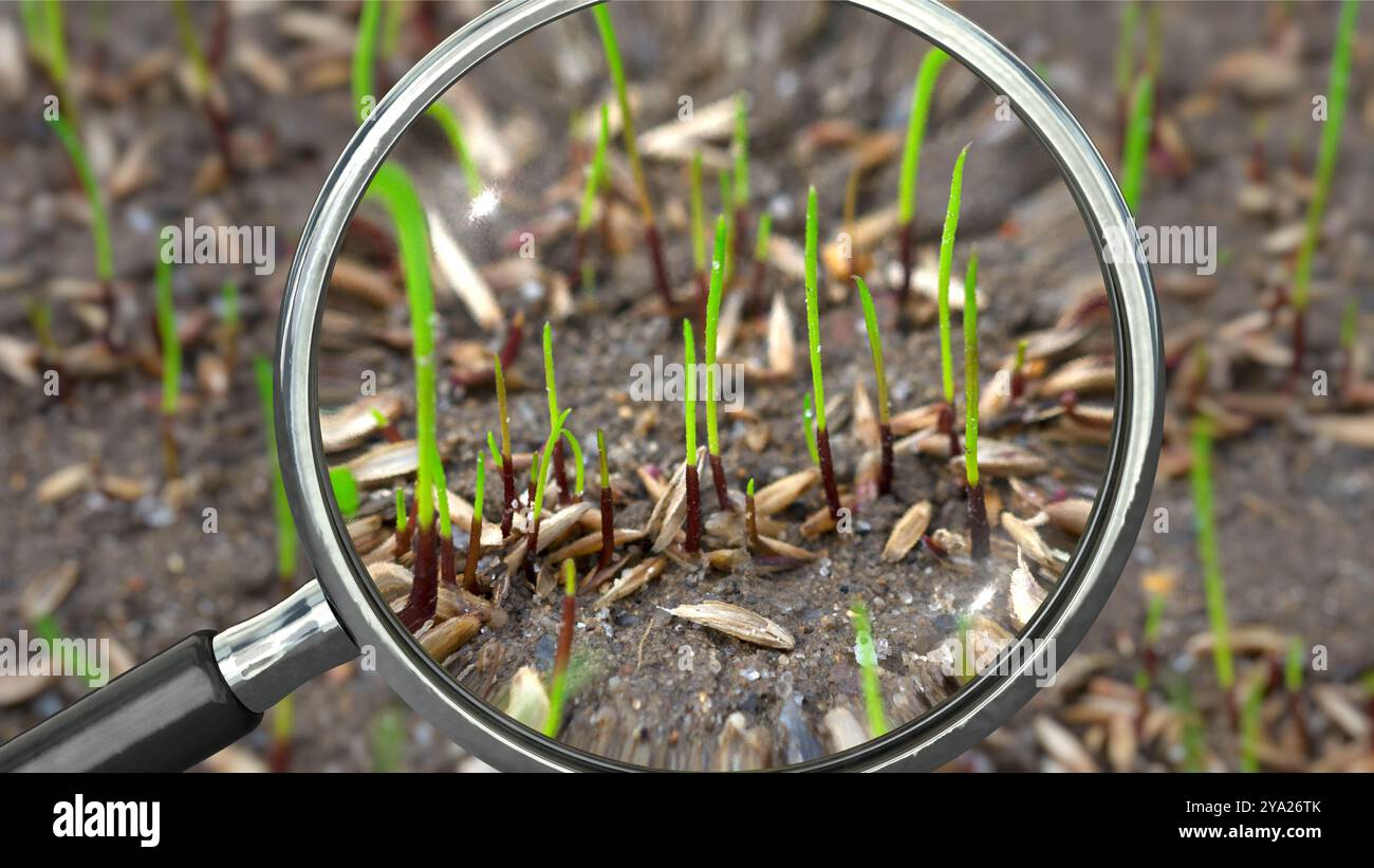 Grass seeds begin to germinate and grow Stock Photo - Alamy