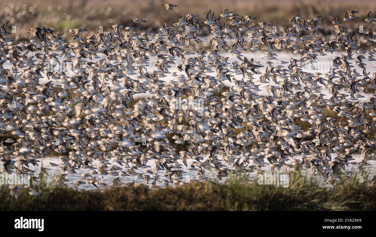 Marsh birds photo hi-res stock photography and images - Alamy