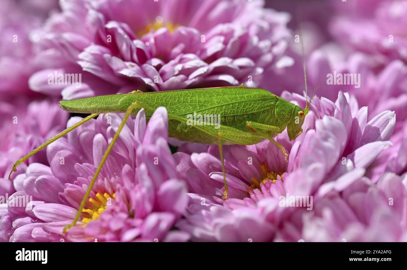 Great green bush cricket (Tettigonia viridissima), family ...