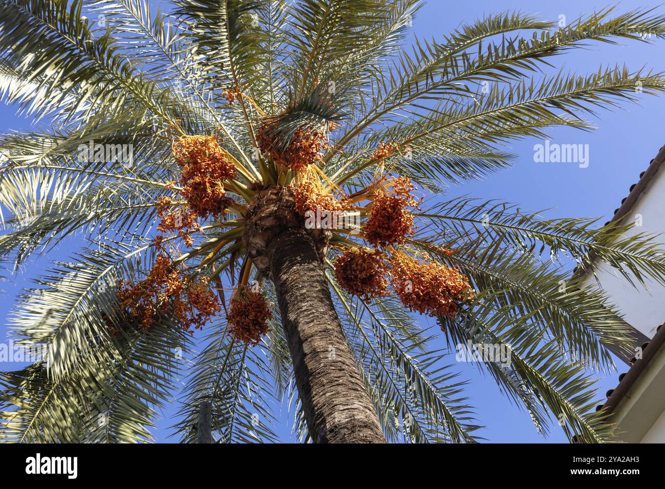 Palm tree with ripe dates, clear view against blue sky and sunshine ...
