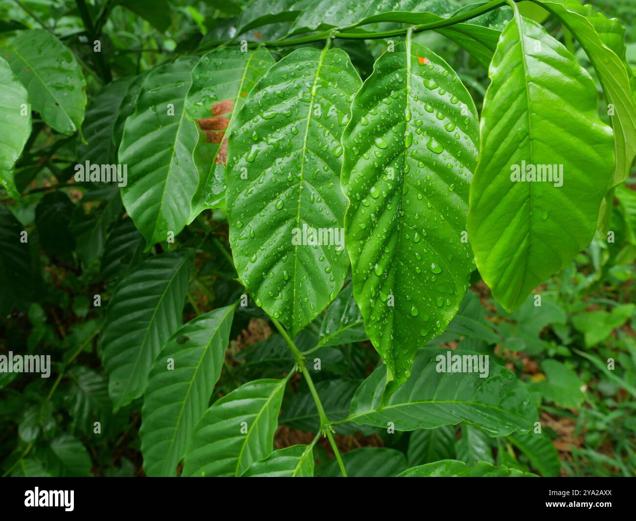 The shiny surface of the leaf just spring, Green bush leaf of young ...