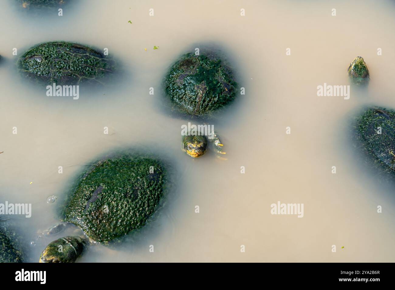 Ducks and turtles hi-res stock photography and images - Alamy