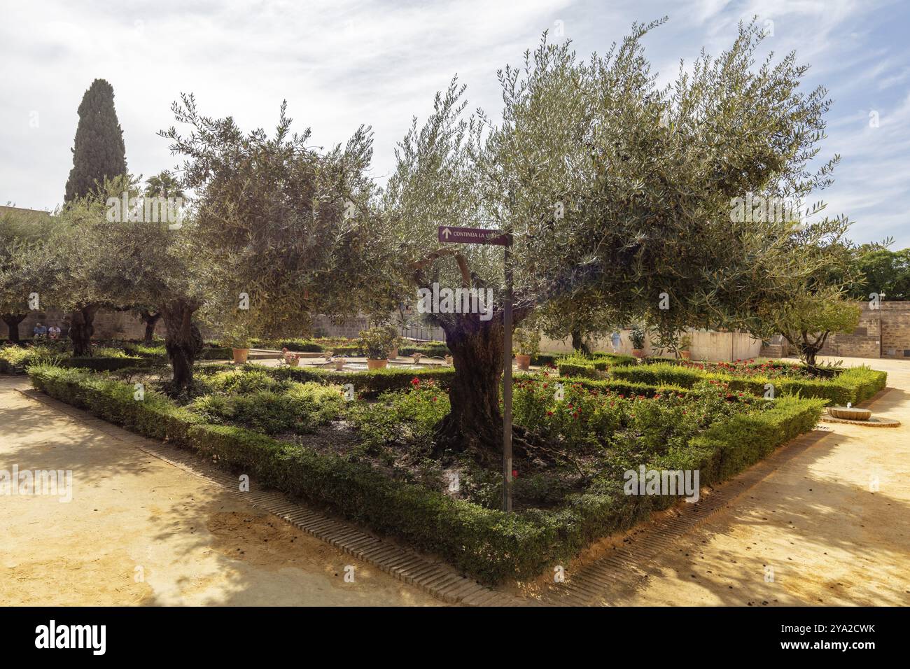 Mediterranean garden with old olive trees and well-tended hedges under ...