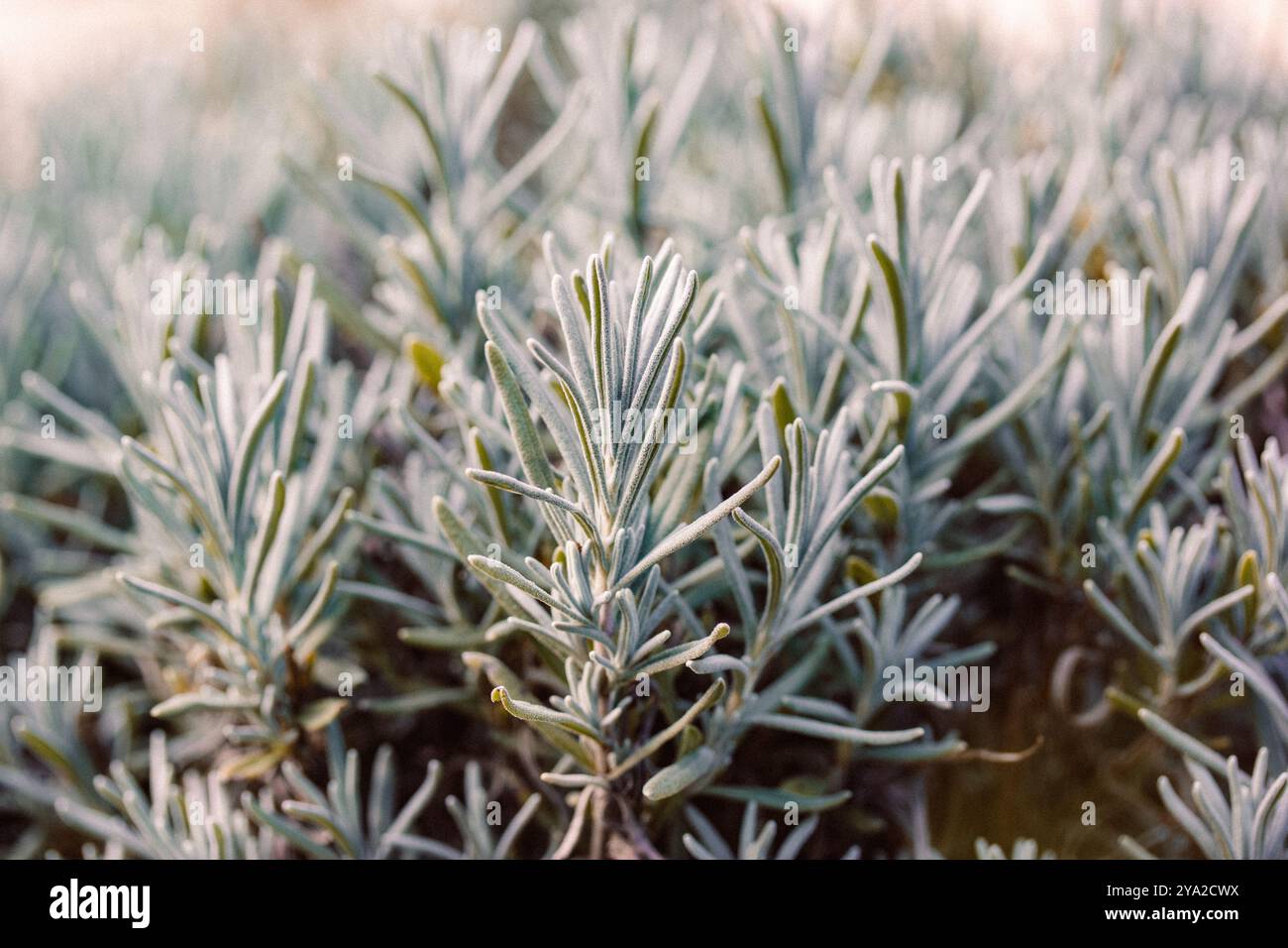Close-up lavender seedlings growing in formal garden. Lavender plant ...