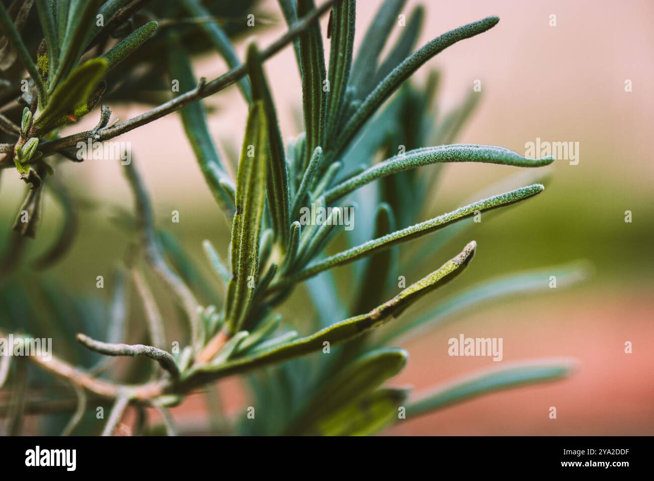 Close-up lavender seedlings growing in formal garden. Lavender plant ...