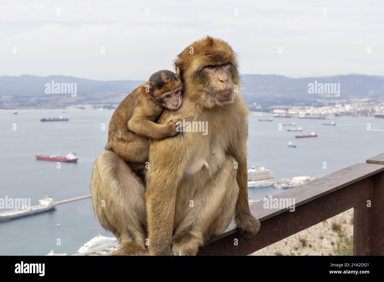 A monkey with young on its back sitting on a platform with sea view ...