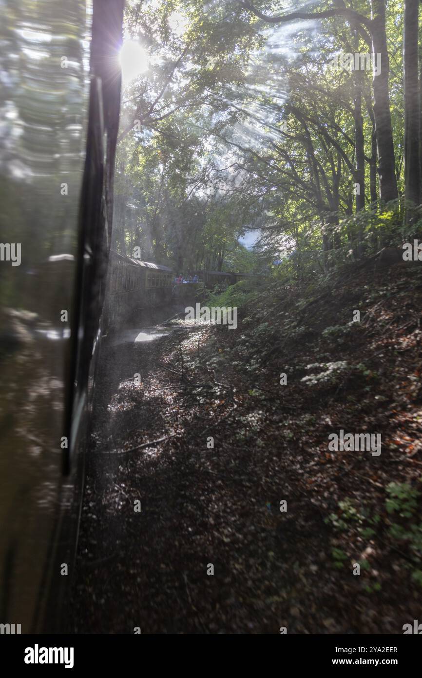 A train crosses a shady forest, illuminated by rays of sunlight shining ...