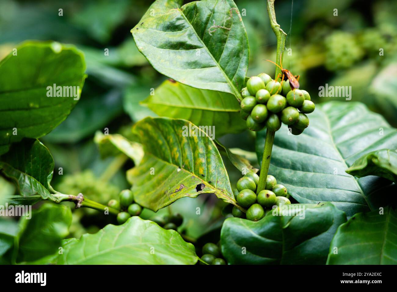 Coffee plantation in Tamil Nadu, India Stock Photo - Alamy