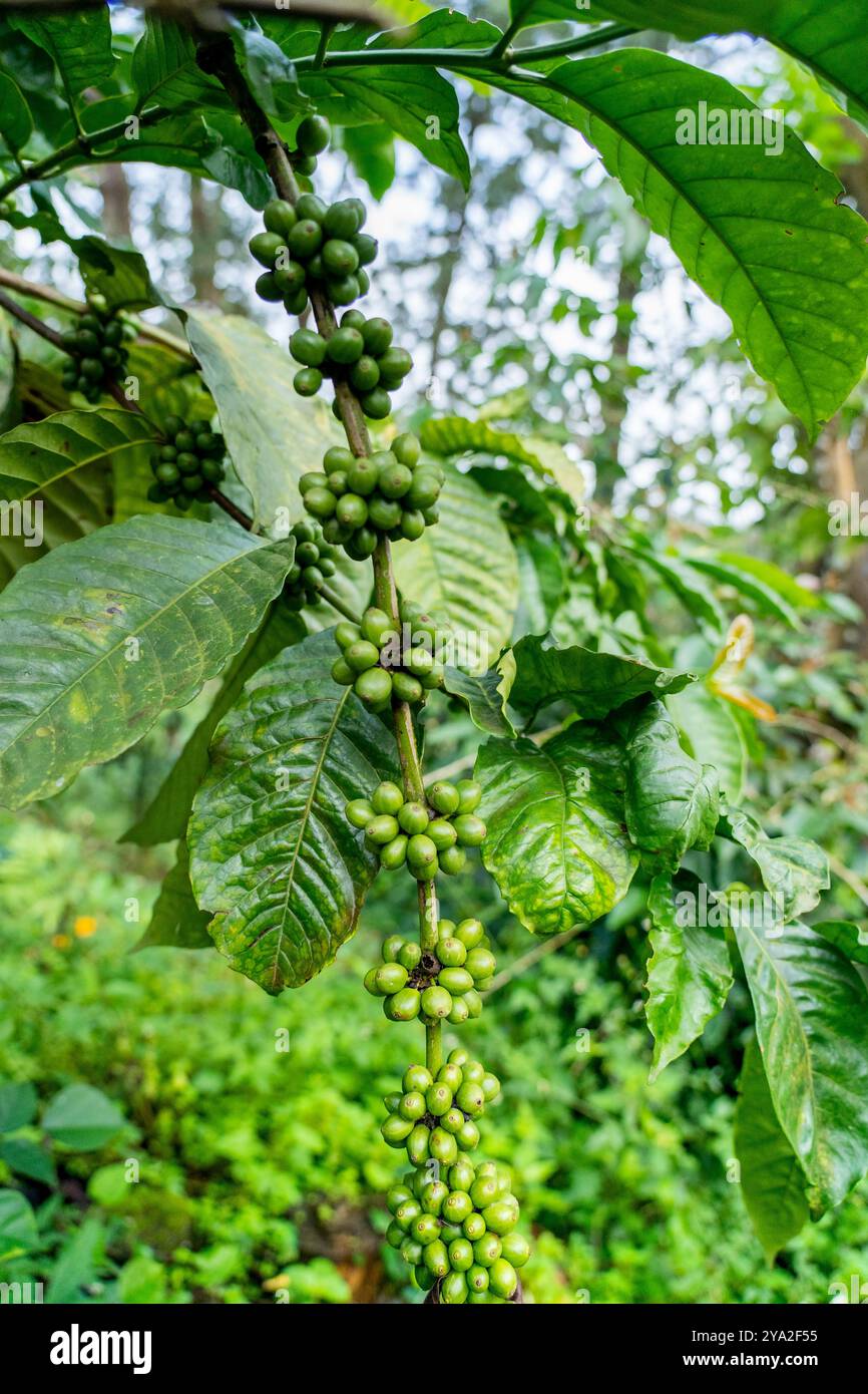 Coffee plantation in Tamil Nadu, India Stock Photo - Alamy
