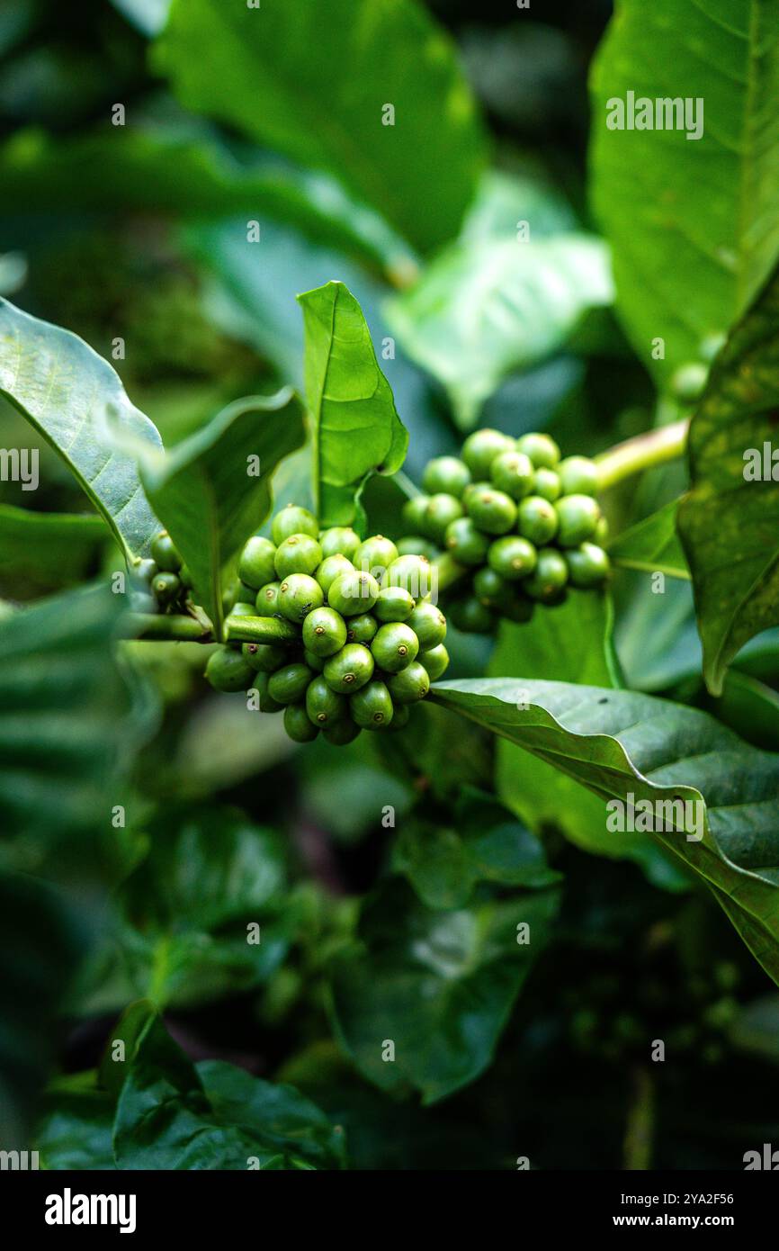 Coffee plantation in Tamil Nadu, India Stock Photo - Alamy