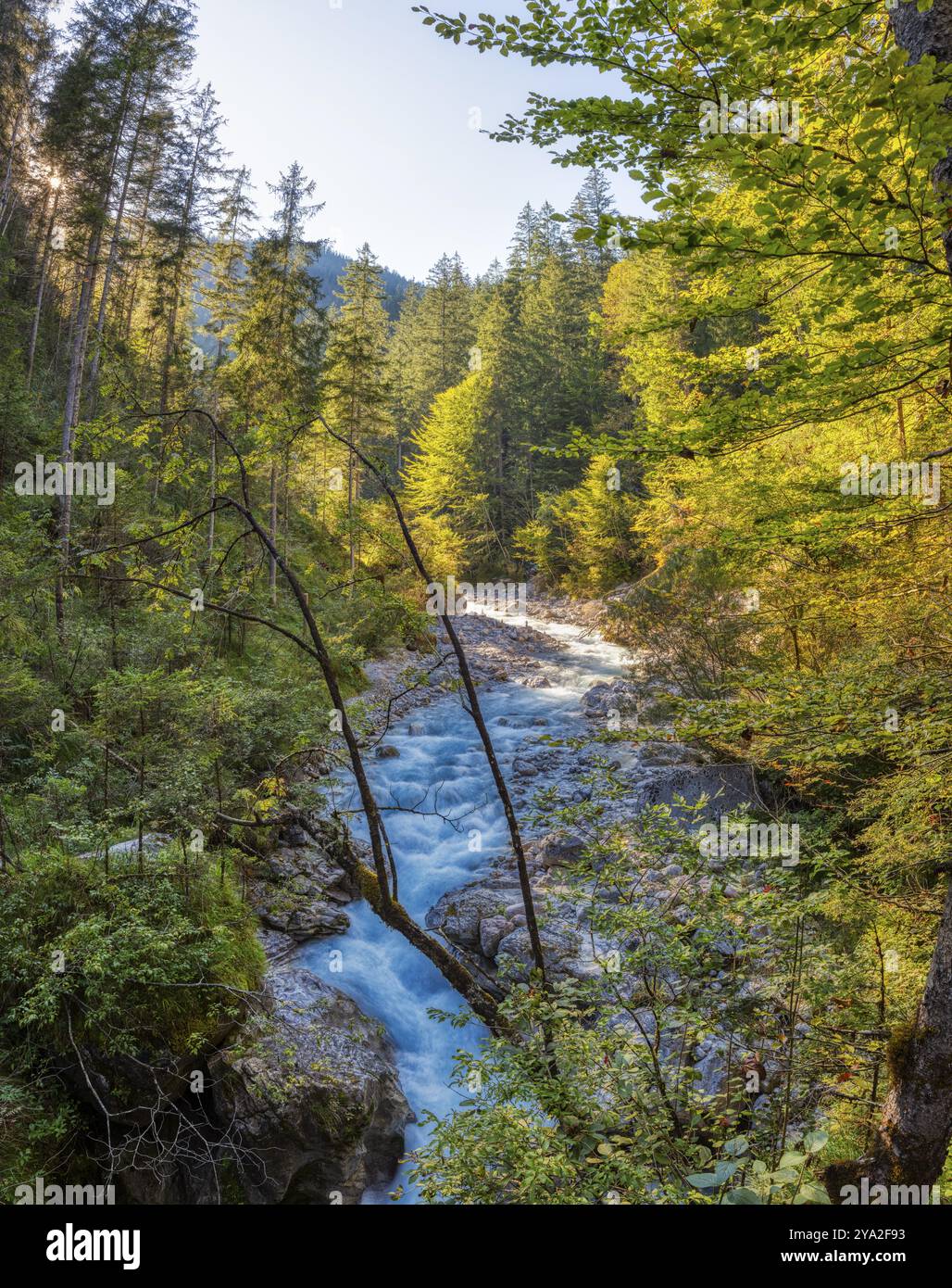 A clear river flows through a dense forest under a sunny sky, Wimbach ...