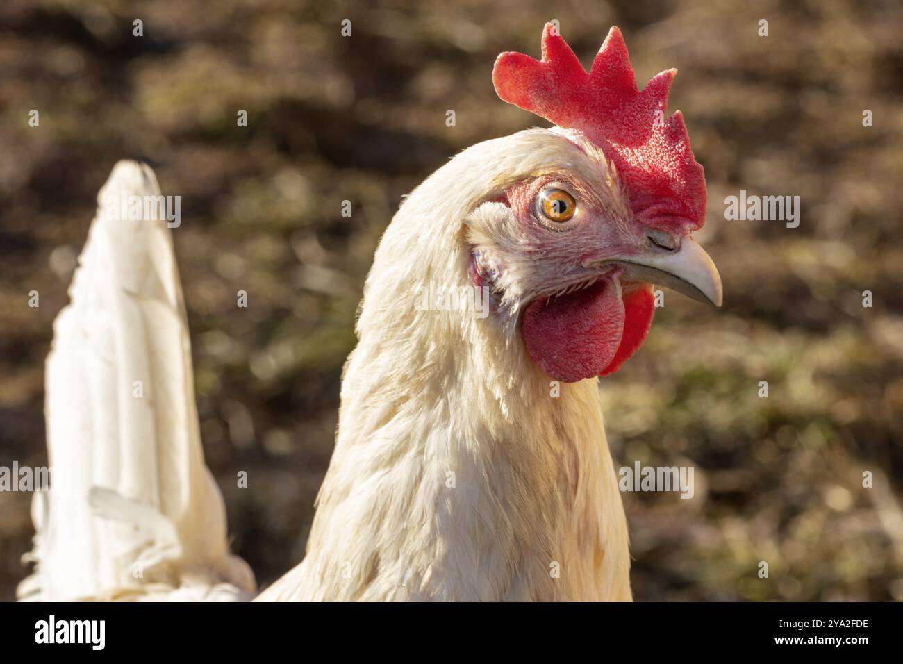 Chickens chicken comb combs hi-res stock photography and images - Alamy