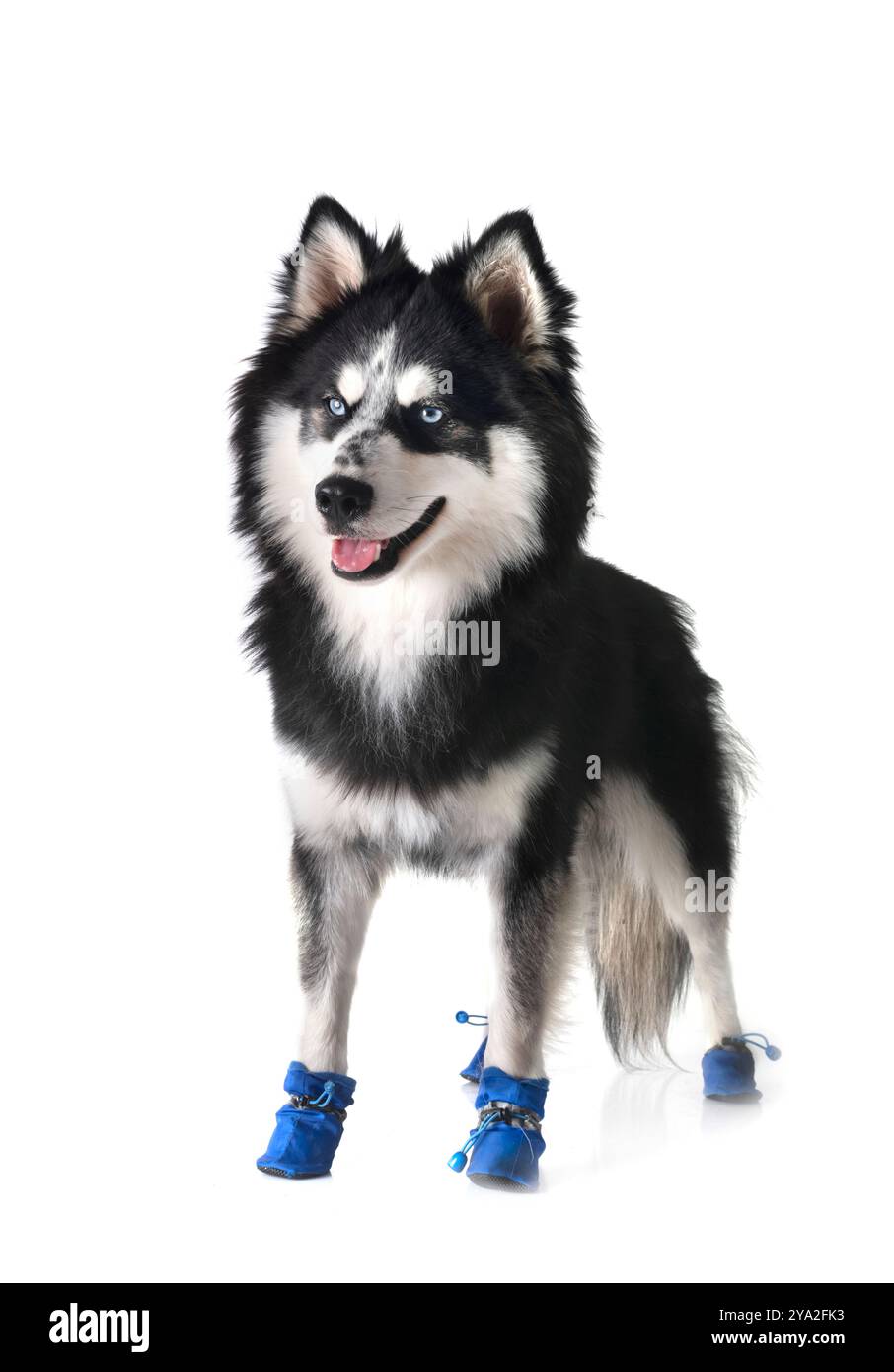 picture of a pomsky in front of white background Stock Photo - Alamy