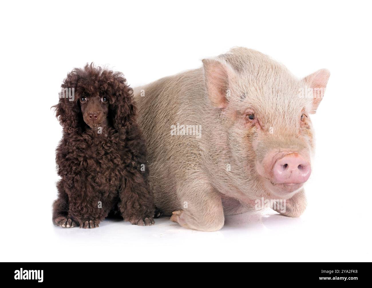 pink miniature pig and poodle in front of white background Stock Photo ...