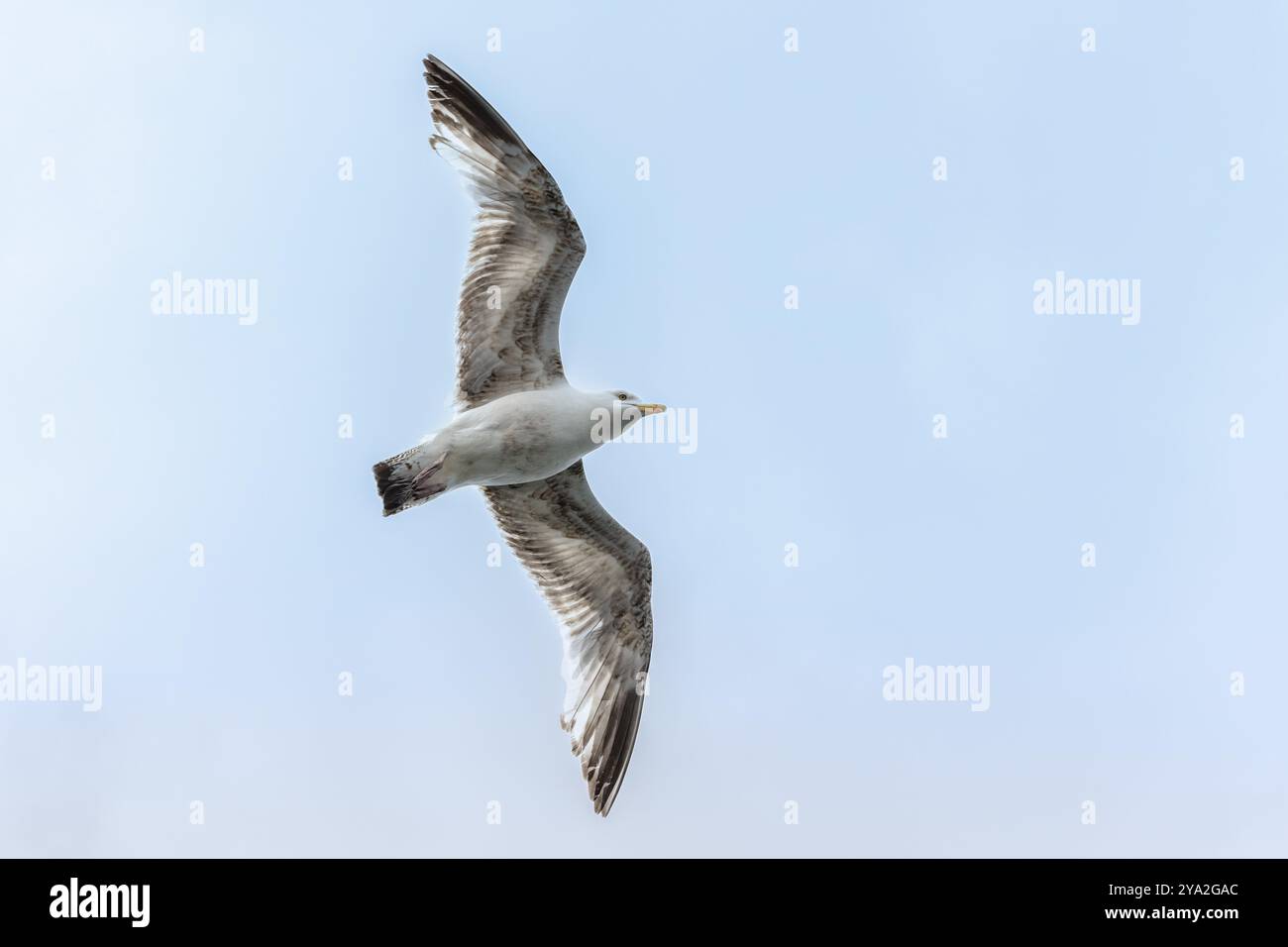 A seagull soars elegantly in the sky with its wings spread wide ...