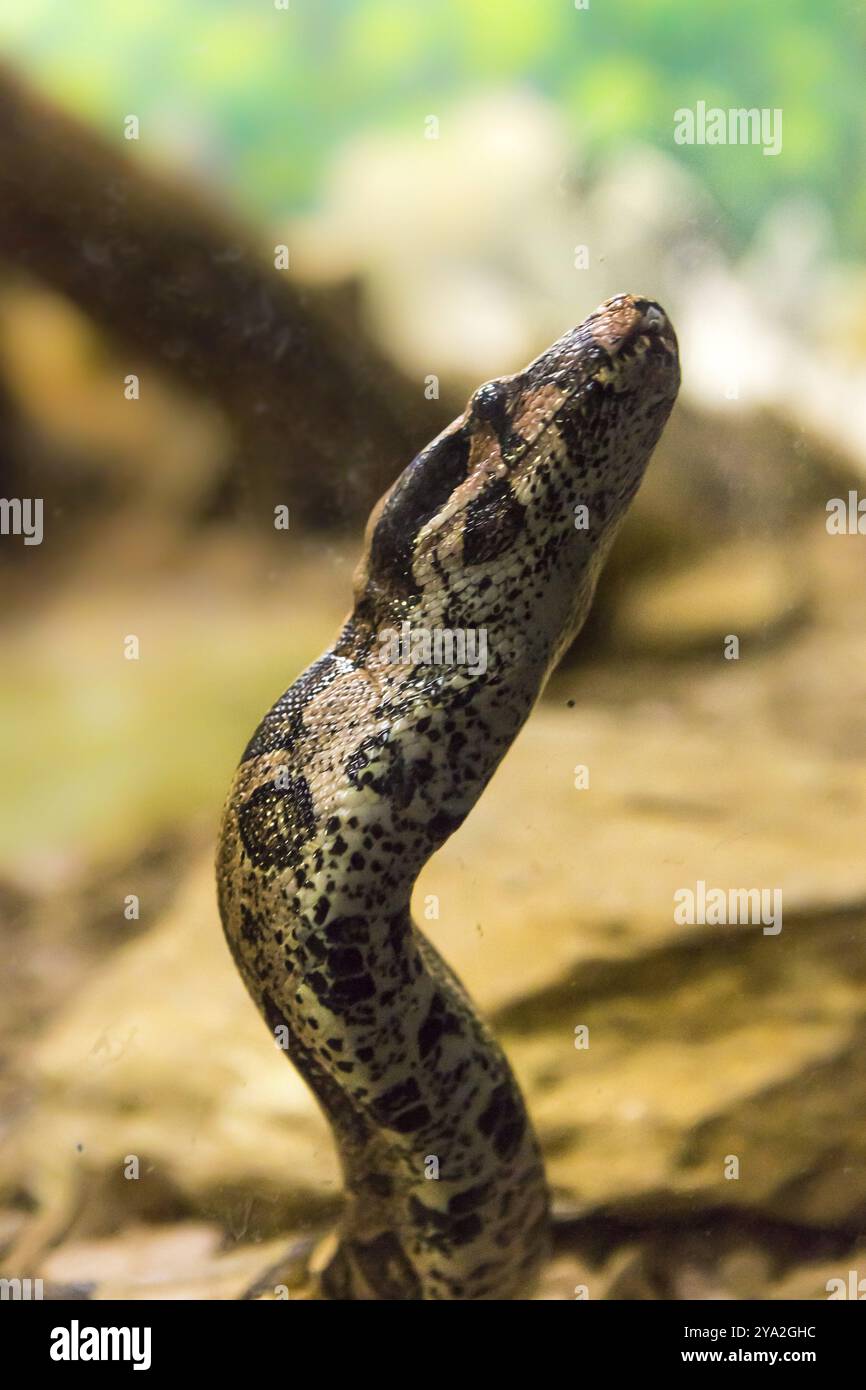 Boa constrictor snake jiboia in close up Stock Photo - Alamy