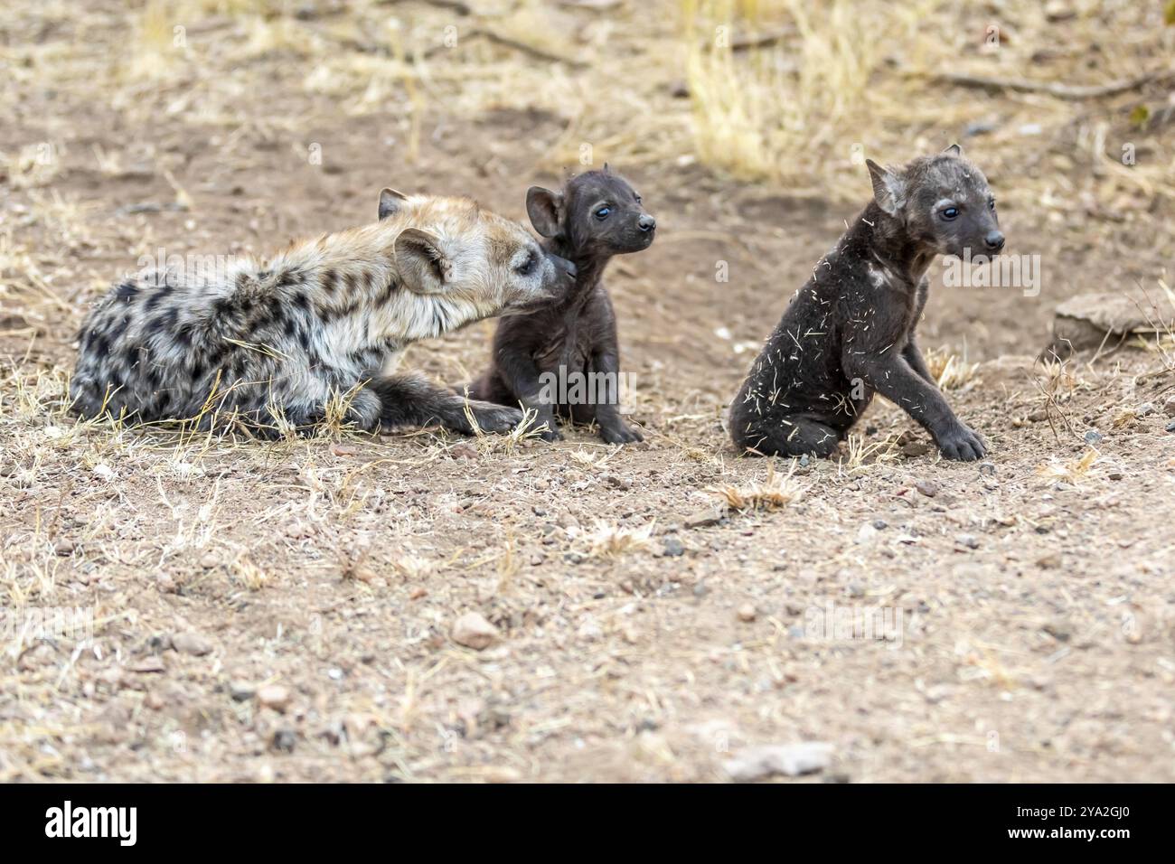 Hyena family in South Africa. Mother and Babys hyenas Stock Photo - Alamy