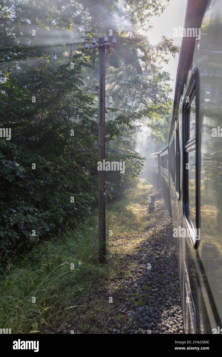 Train journey through a forest with light beams and bollards, Ruegen ...