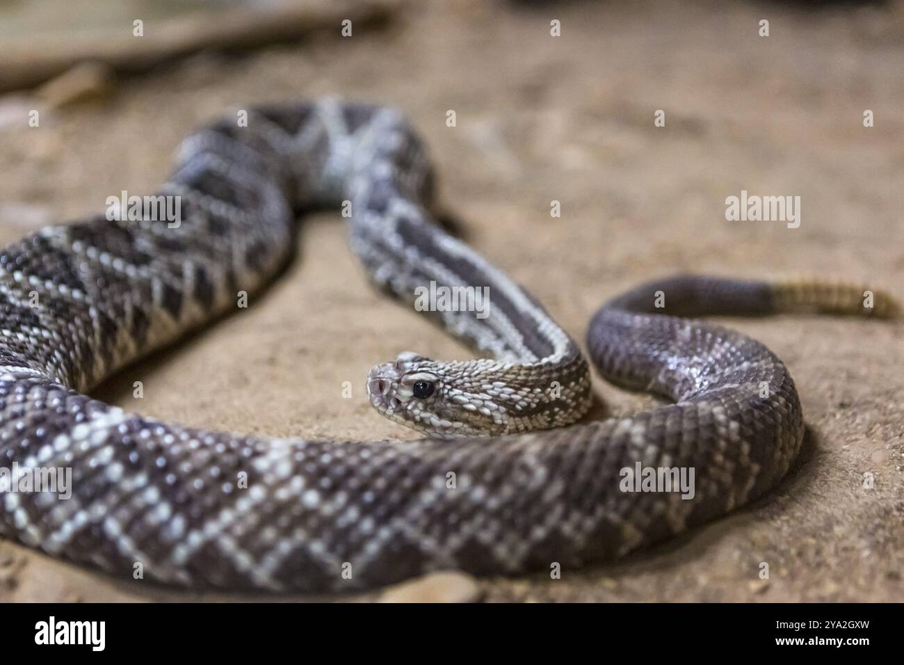 Rattlesnake, Crotalus atrox. Western Diamondback. Dangerous snake Stock ...