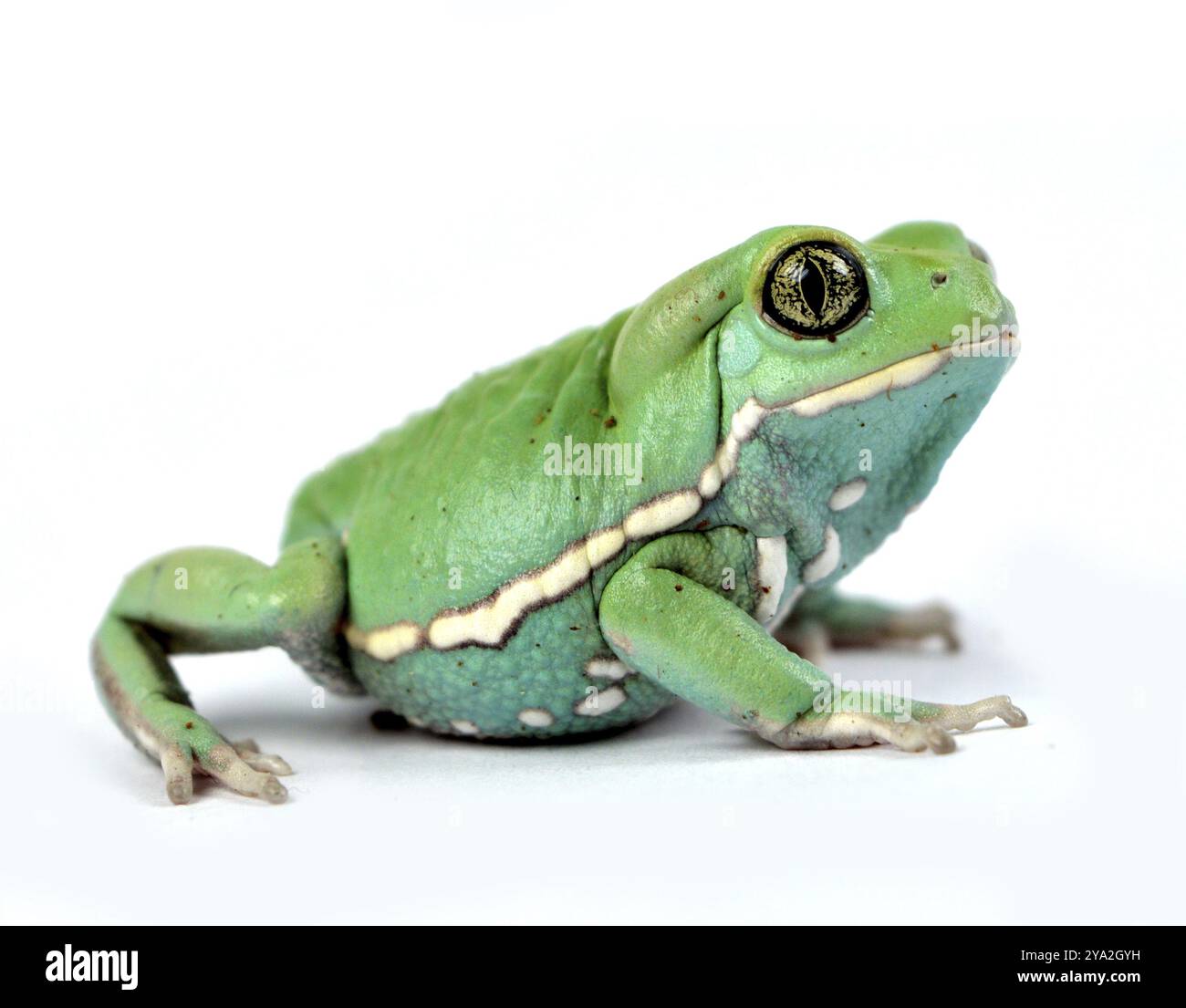 Painted belly monkey frog phyllomedusa sauvagii hi-res stock ...