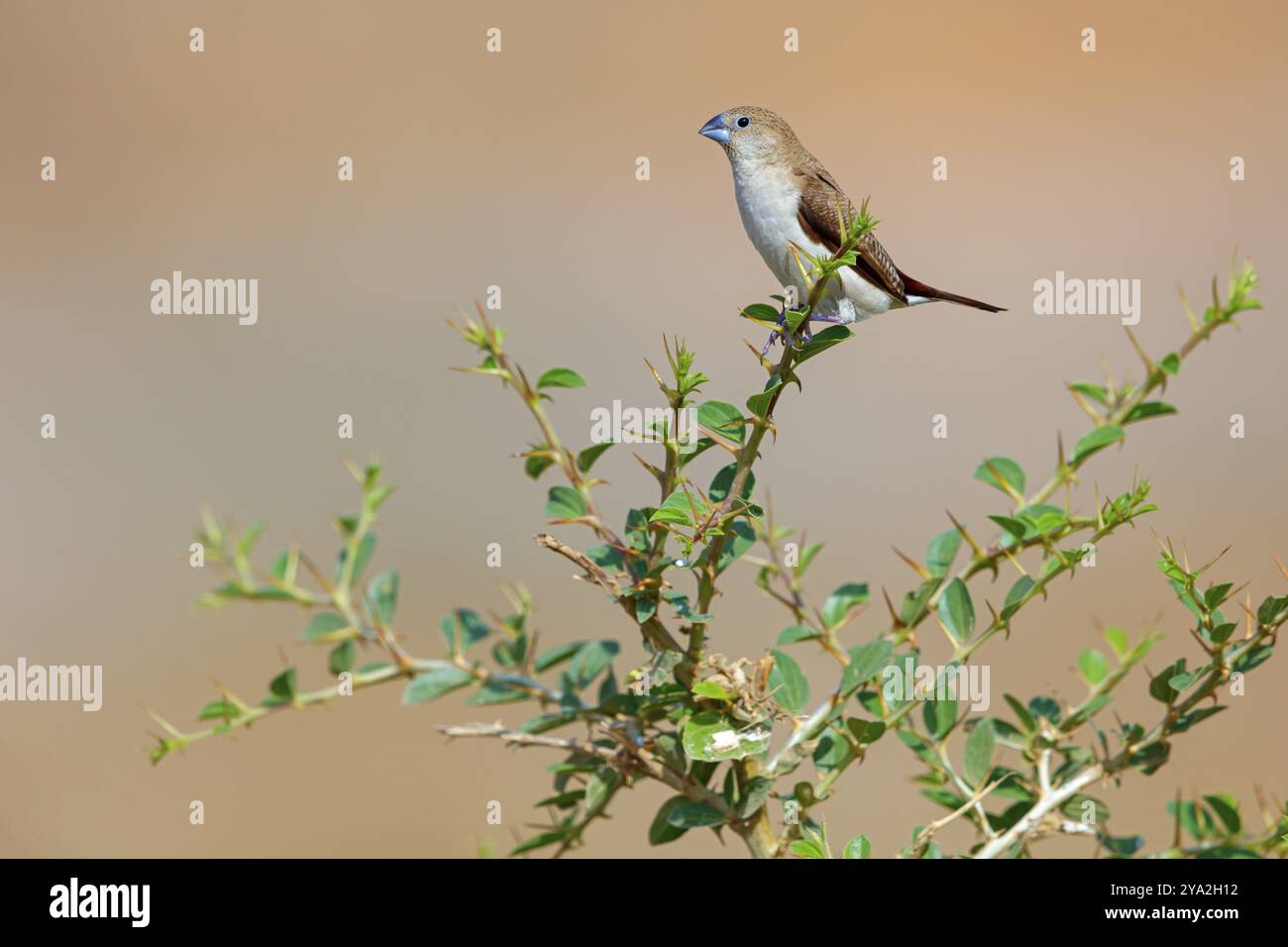 African silverbill, silver beak, silver pheasant, trusting bird ...