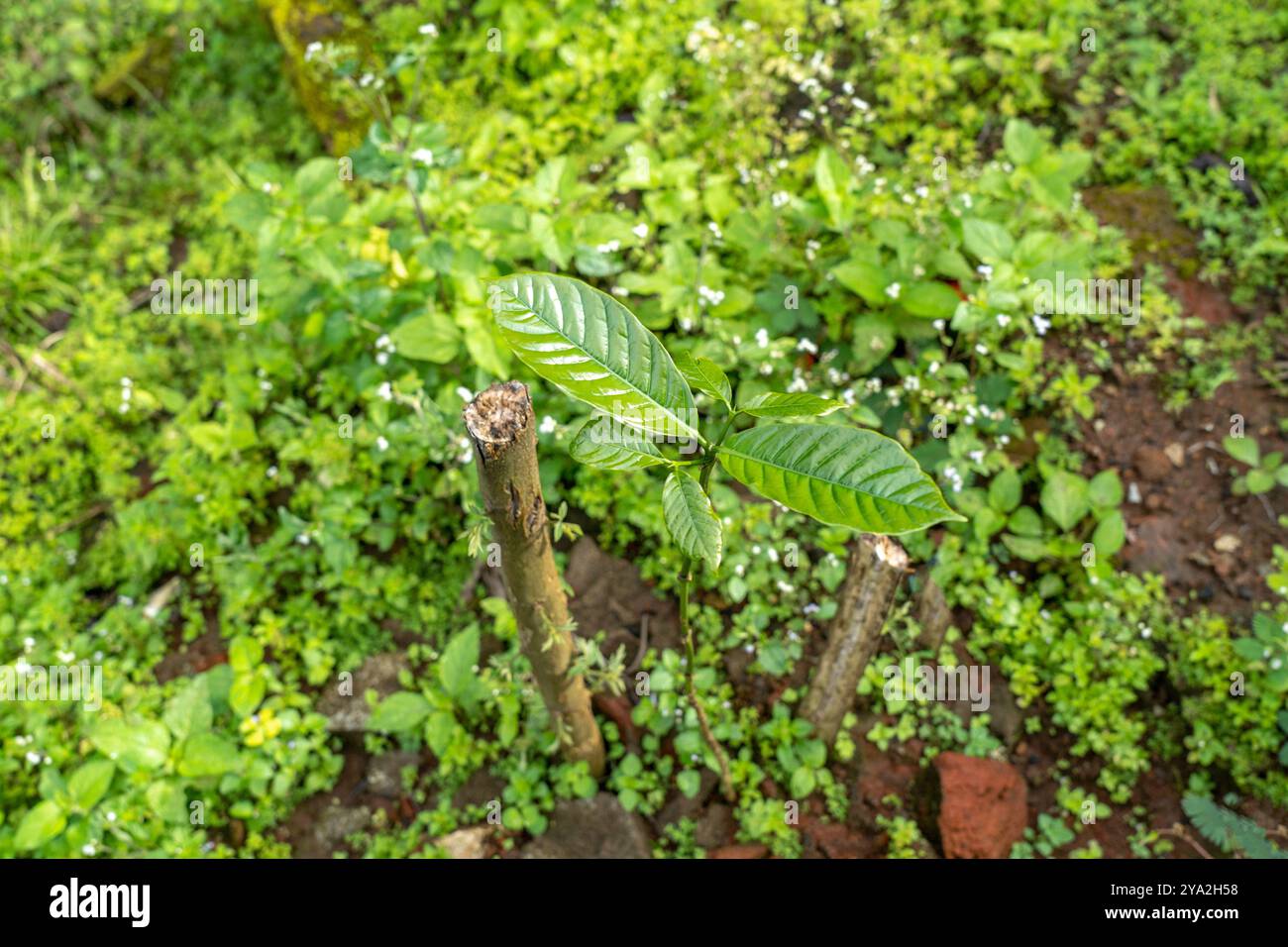 Cardamom plantation in new hope, Gudallur - Tamil Nadu Stock Photo - Alamy