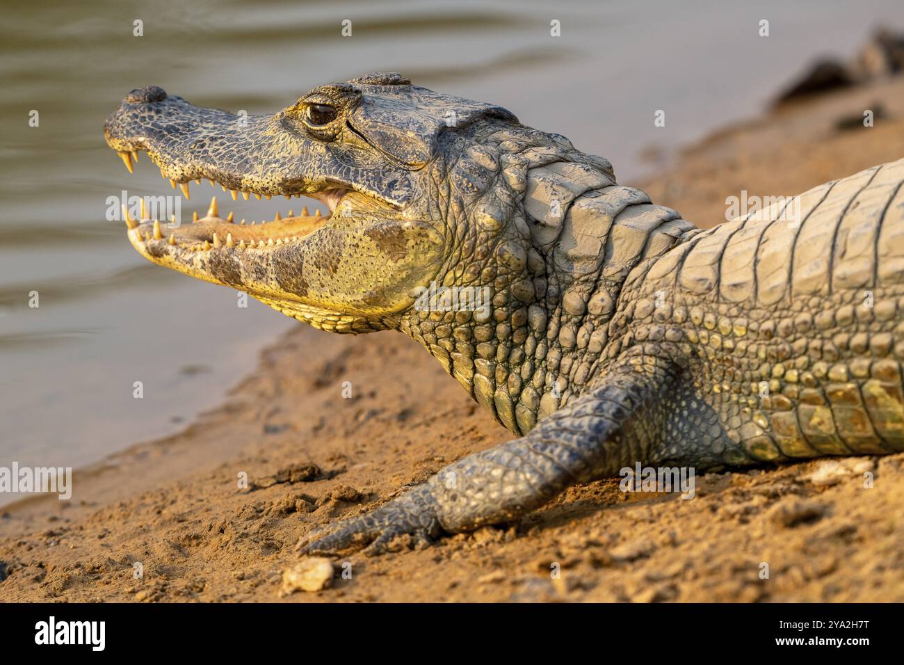 Caiman (Caimaninae), Alligator (Alligatoridae), Crocodile (Crocodylia ...