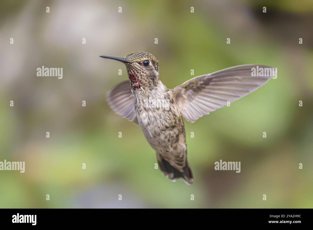 A single hummingbird is captured in flight in northern California Stock ...