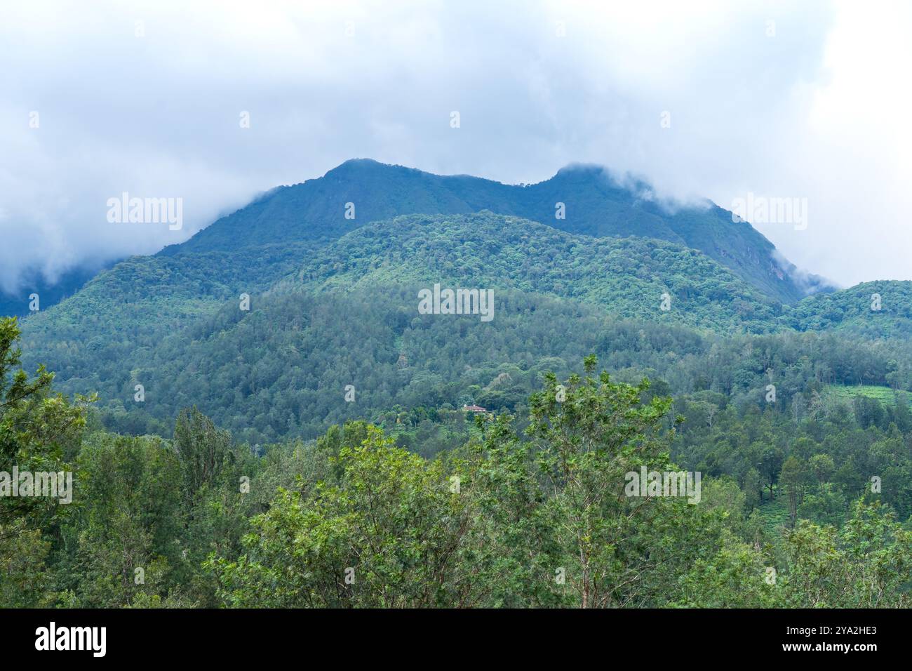 Yellamalai from Gudalur, Tamil Nadu - A Plantation Village in Tamil ...