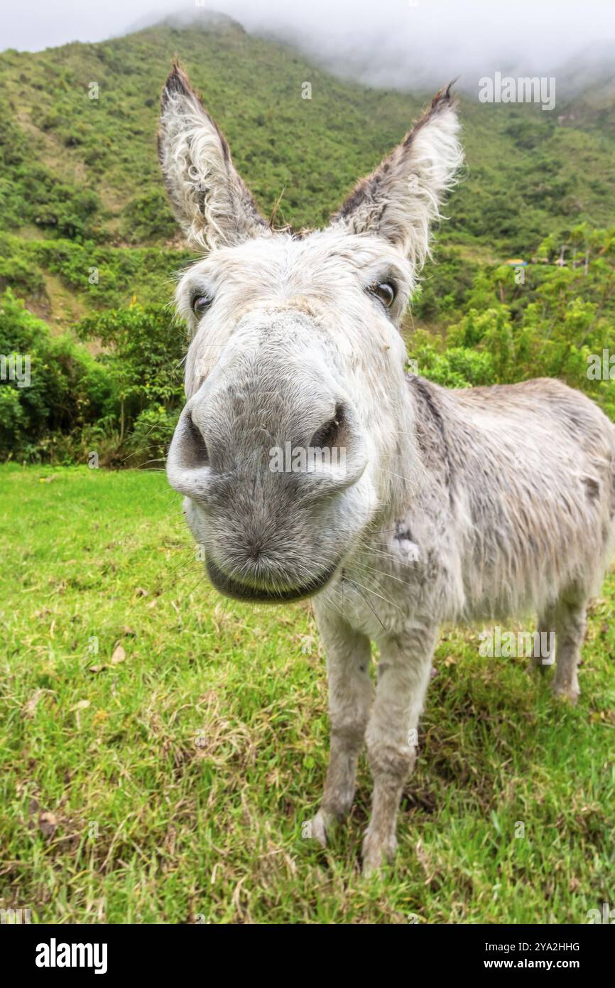 Donkey during Salkantay Trekking in Peru, South America Stock Photo - Alamy