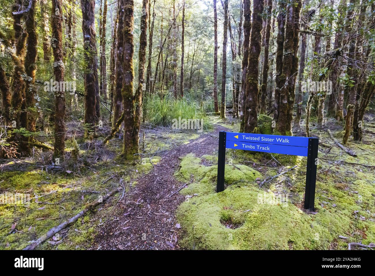 The secluded Twisted Sister Trail and landscape on a cool summer ...
