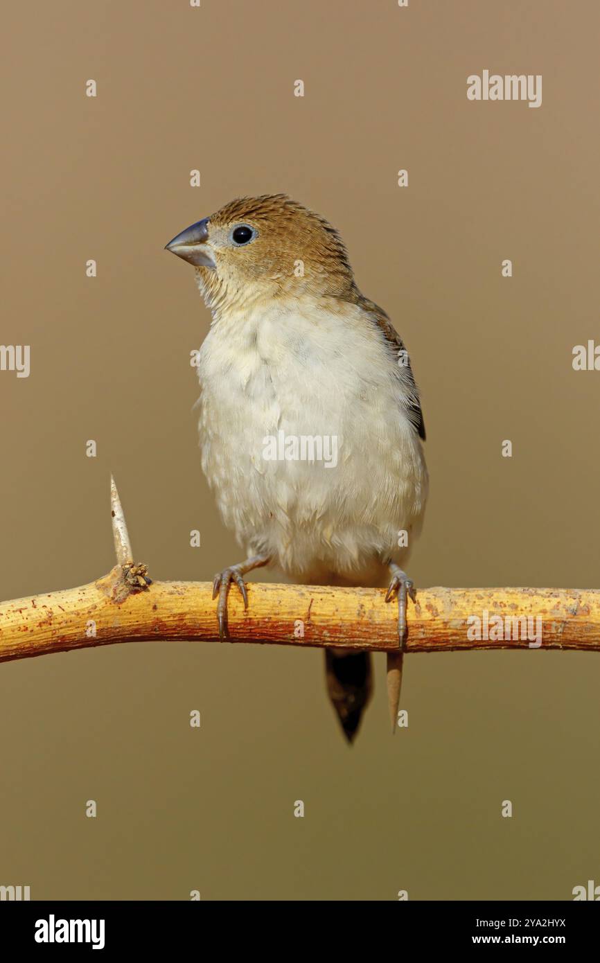 African silverbill, silver beak, silver pheasant, trusting bird ...