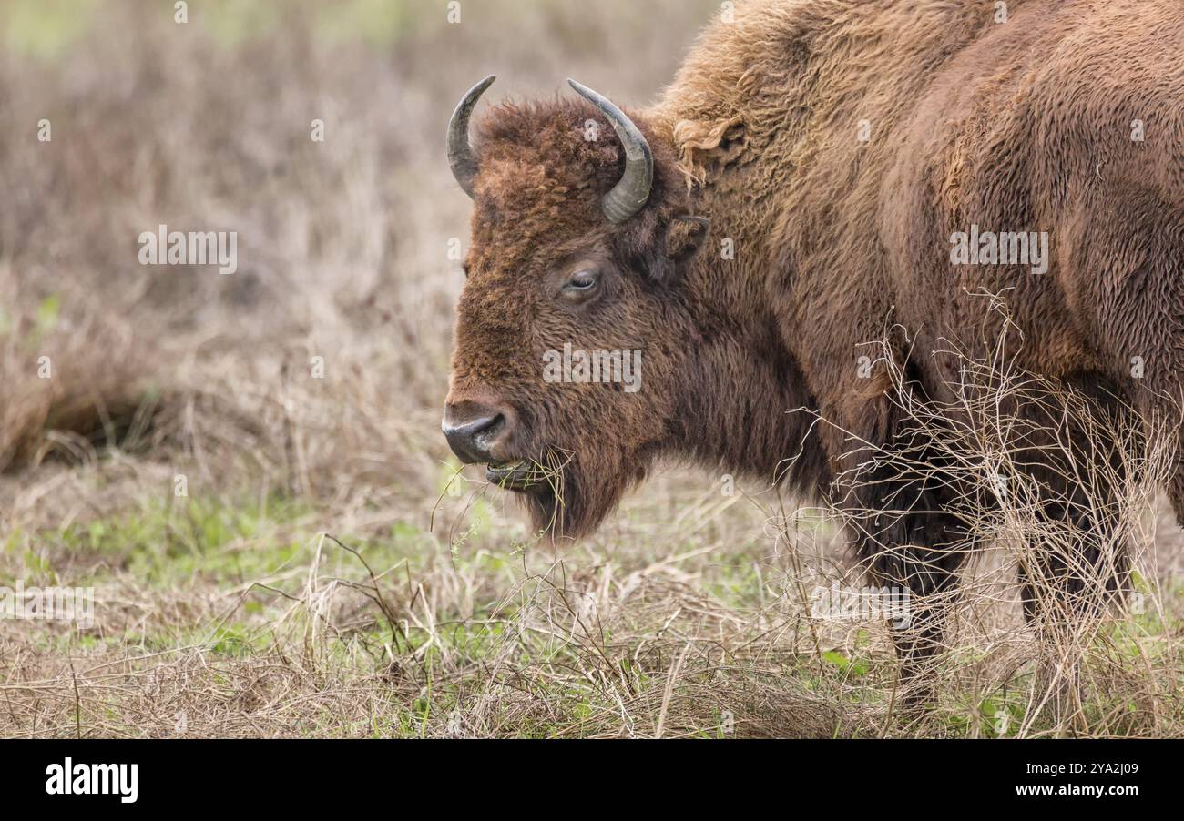 Bison Buffalo Portrait in a Grassy Field, Color Image Stock Photo - Alamy