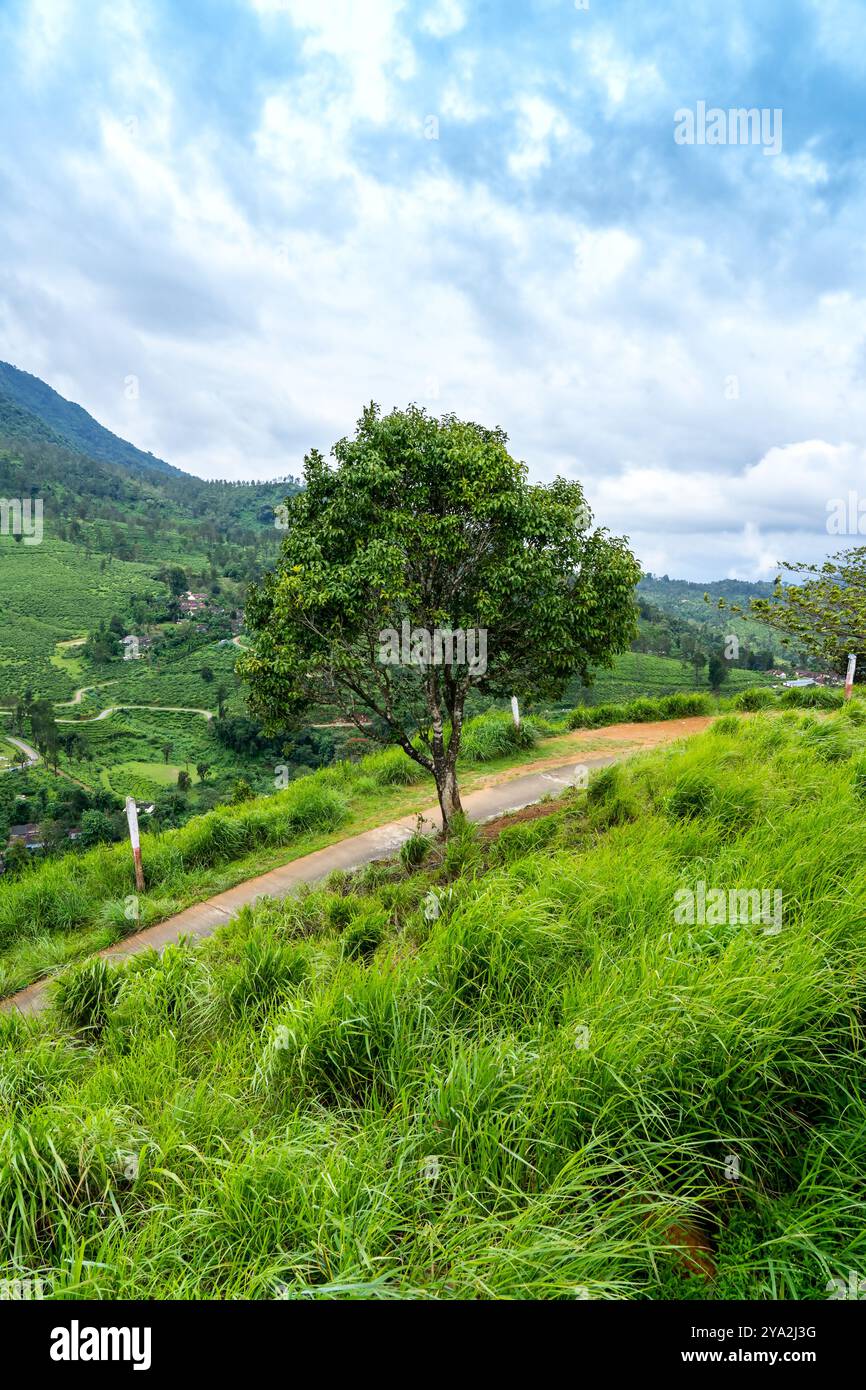 Yellamalai from Gudalur, Tamil Nadu - A Plantation Village in Tamil ...
